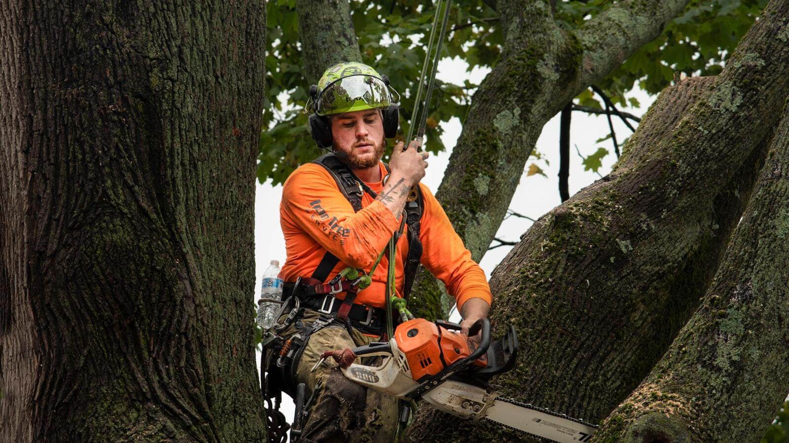 Comprehensive Arborist Reports Sydney: What You Need to Know
